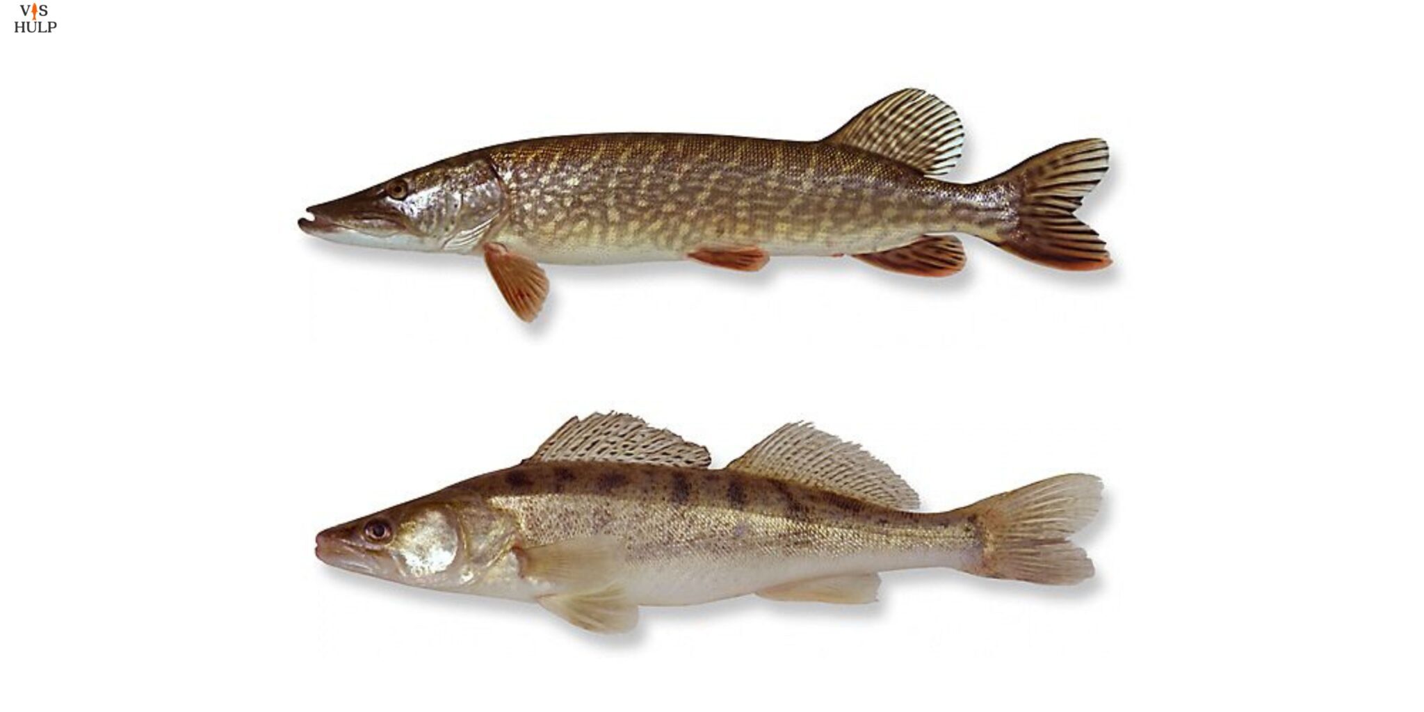 Het verschil tussen snoeken en snoekbaarzen?